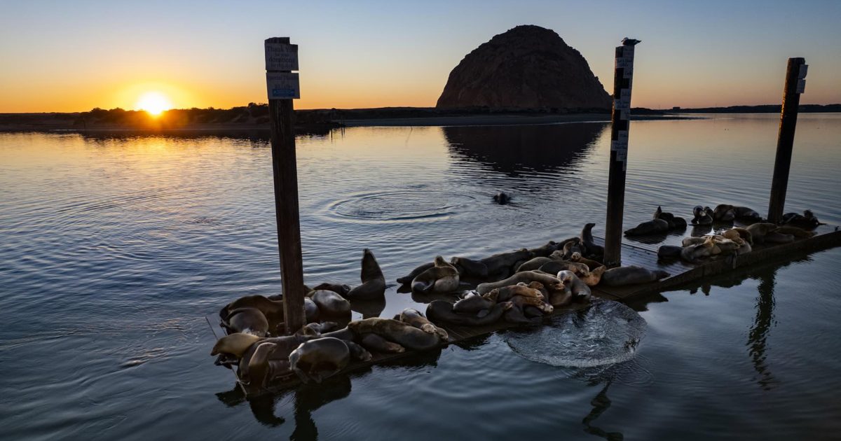 Your Guide to Discovering California’s Magical Wildlife | Visit Morro Bay