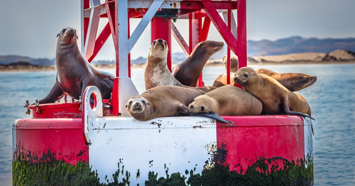 Morro Bay Wildlife Viewing Sea Otters Whale Watching Birding More