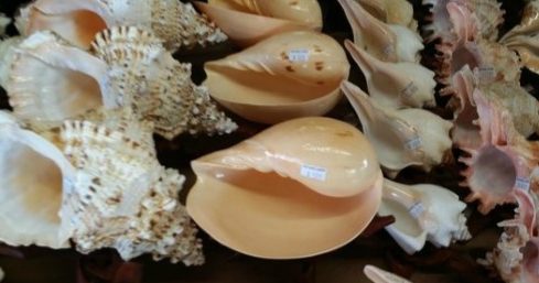 Shell Shop | Visit Morro Bay